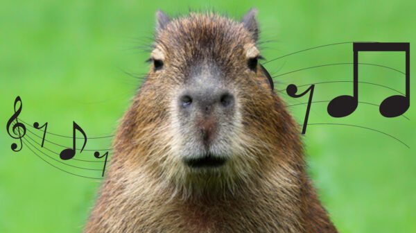 Do Capybaras Bite - Are They Prone to Biting?