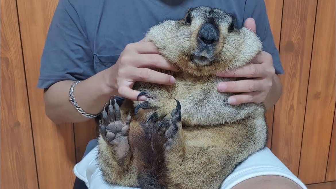 Do Capybaras Bite - Are They Prone to Biting?
