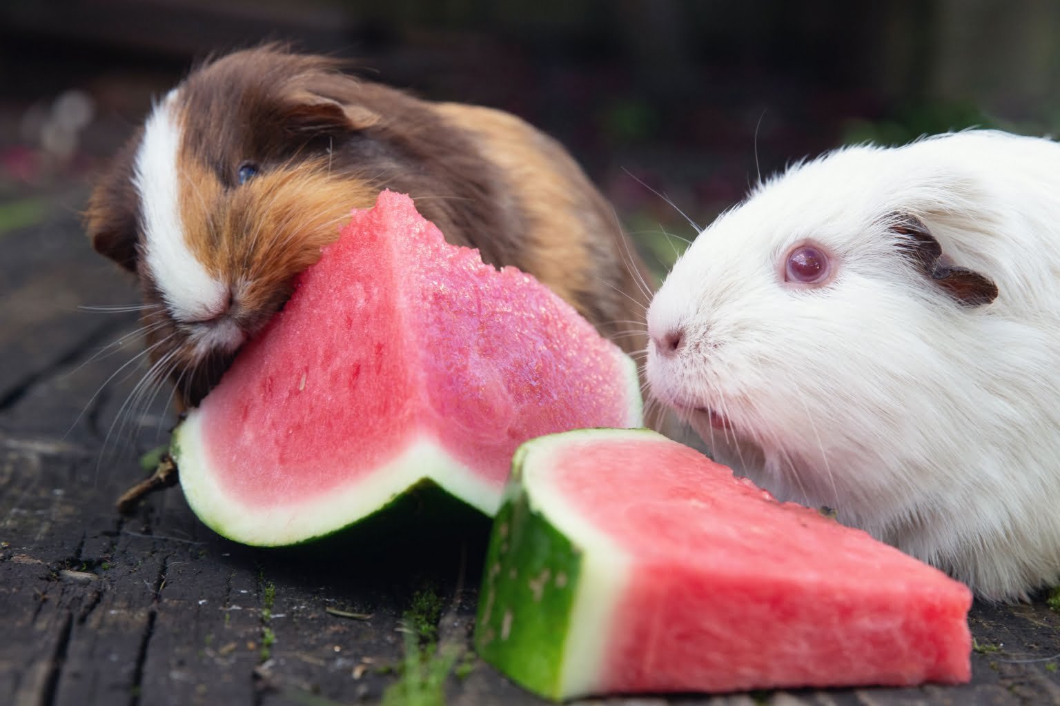 Capybara Predators: Understanding Interactions, Conservation, and ...